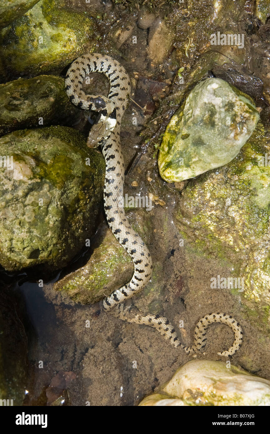 Creeping snakes hi-res stock photography and images - Alamy