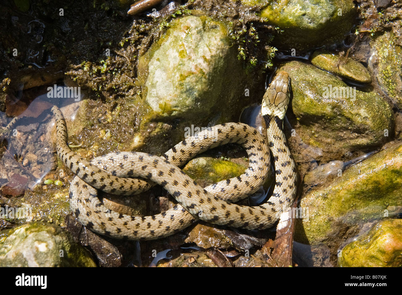 Creeping snakes hi-res stock photography and images - Alamy