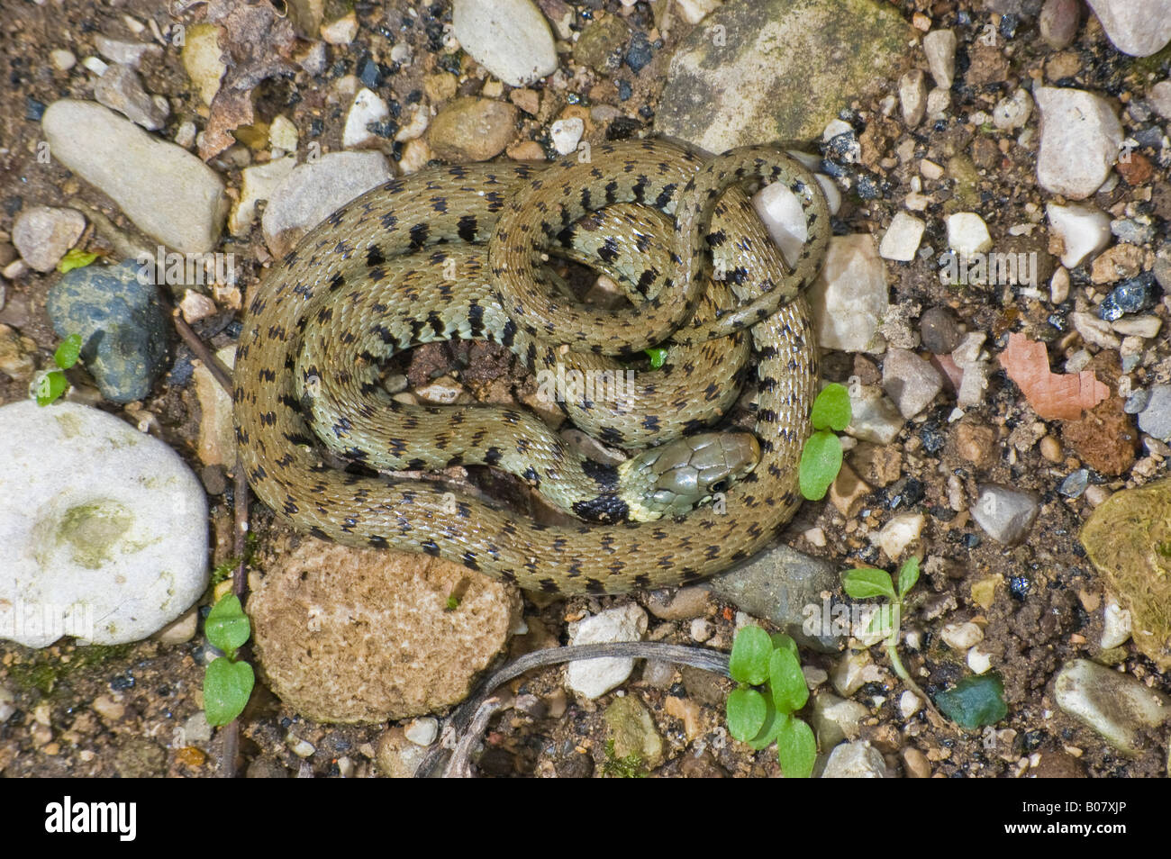 Creeping snakes hi-res stock photography and images - Alamy