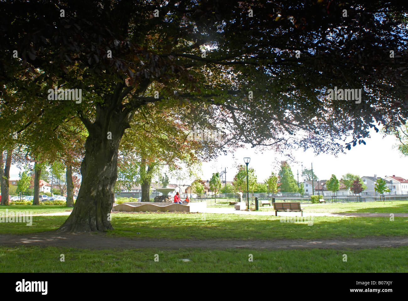Park with beech tree, Kungsbacka Sweden Stock Photo - Alamy