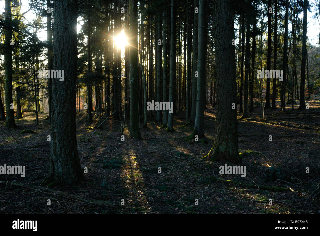 Boreal forest of fir tree, Sweden Stock Photo - Alamy