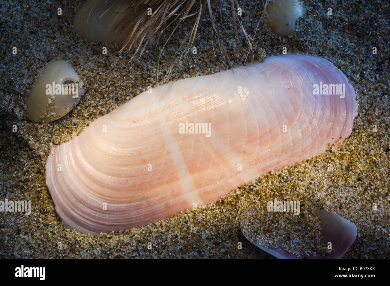 Pelecypoda hi-res stock photography and images - Alamy