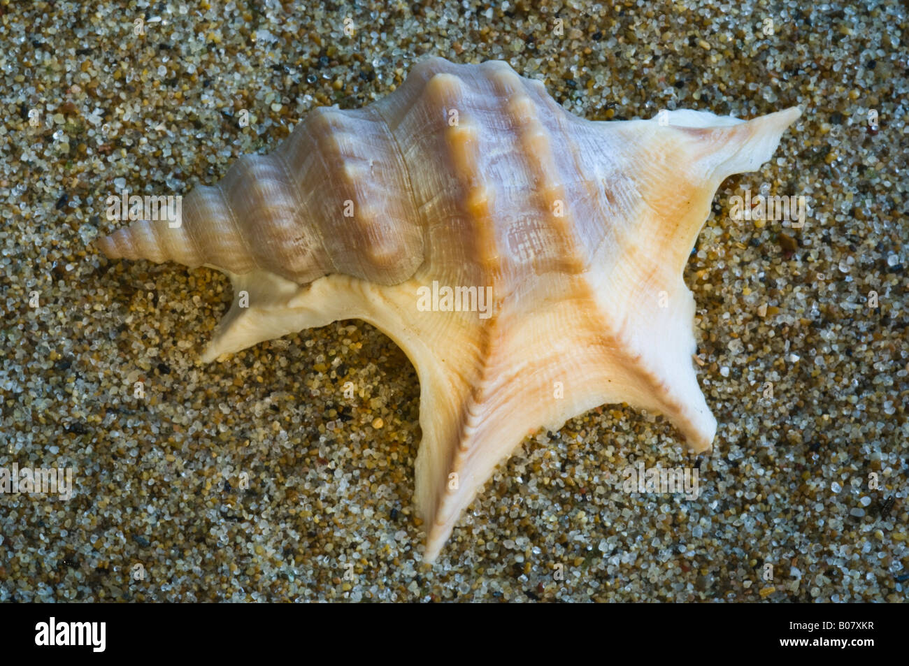 Pelican's foot shell Stock Photo - Alamy