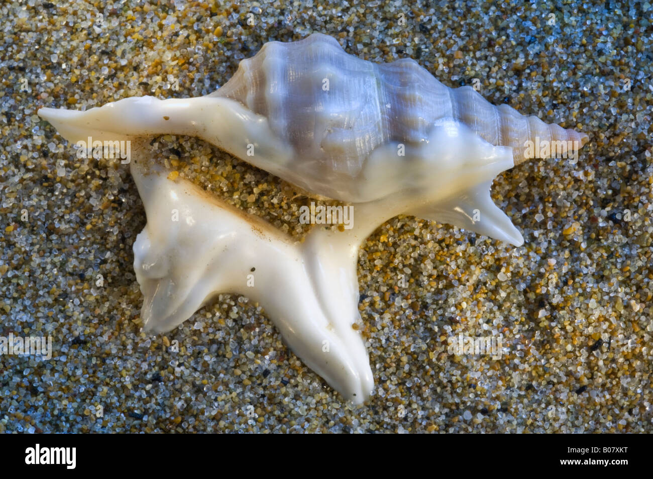 Pelican's foot shell Stock Photo - Alamy