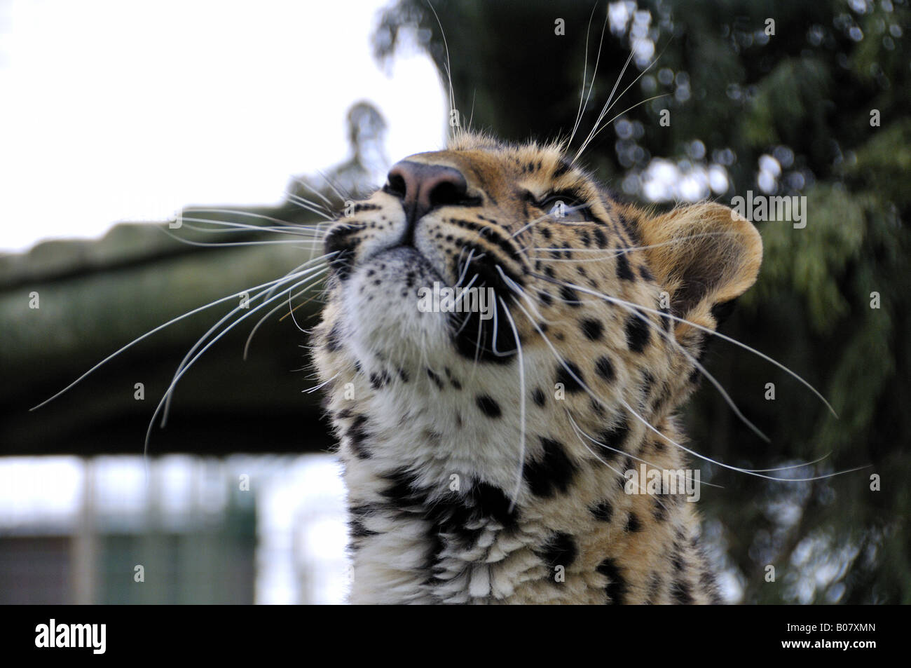 Leopard looking up Stock Photo - Alamy
