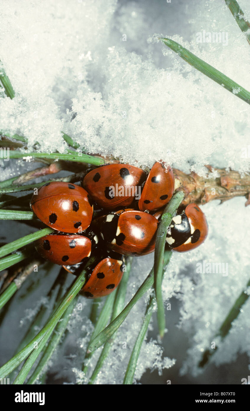 Ladybug hibernation hi-res stock photography and images - Alamy