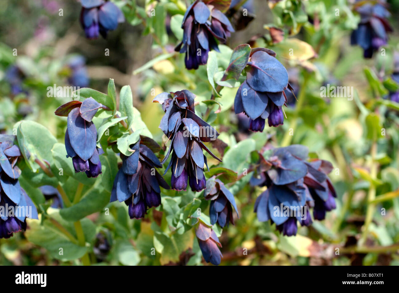CERINTHE MAJOR PURPURESCENS Stock Photo - Alamy