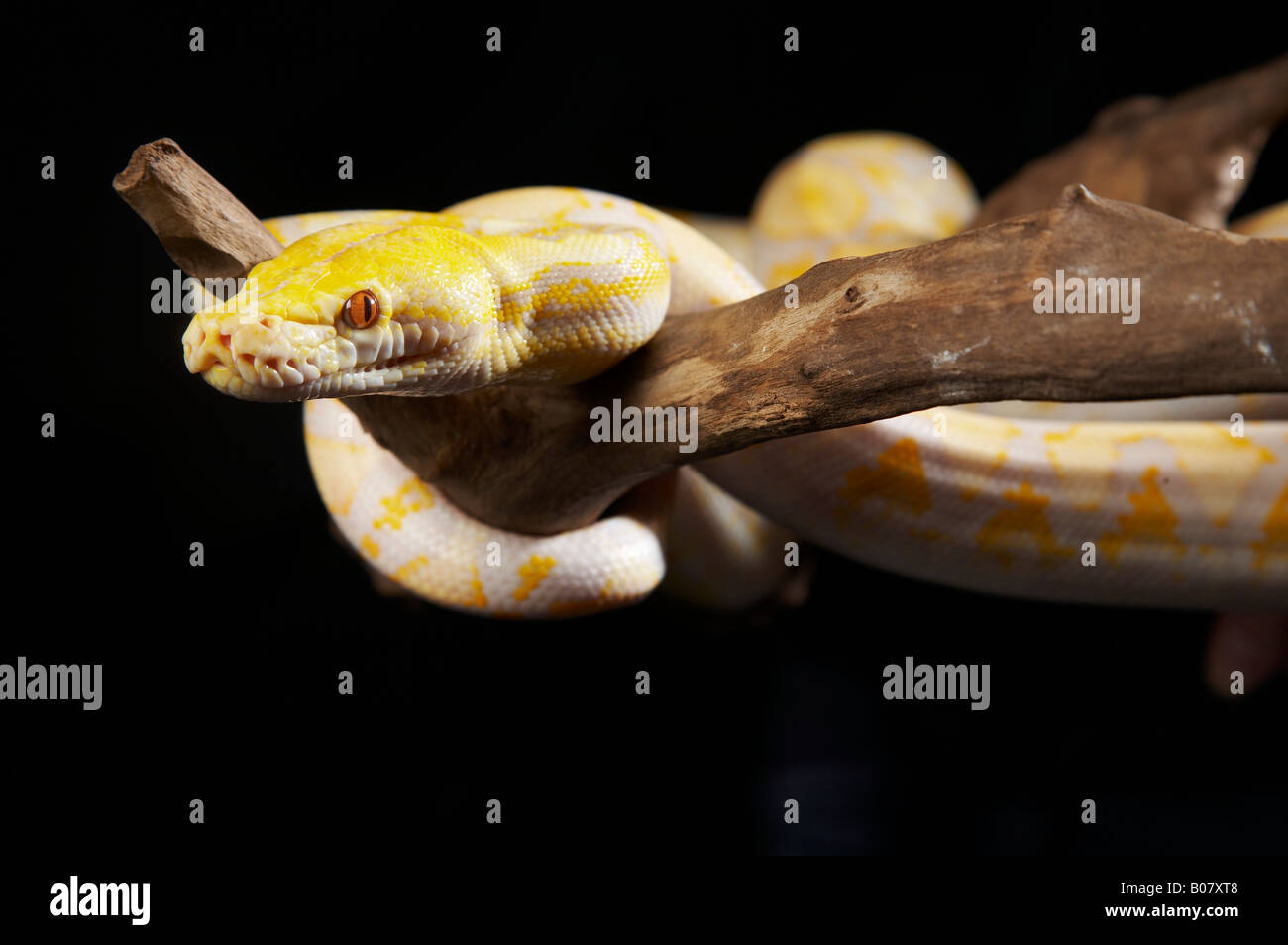 Albino Pytho on top of branch Stock Photo - Alamy
