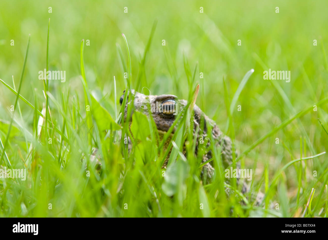 Frog jump pond hi-res stock photography and images - Alamy