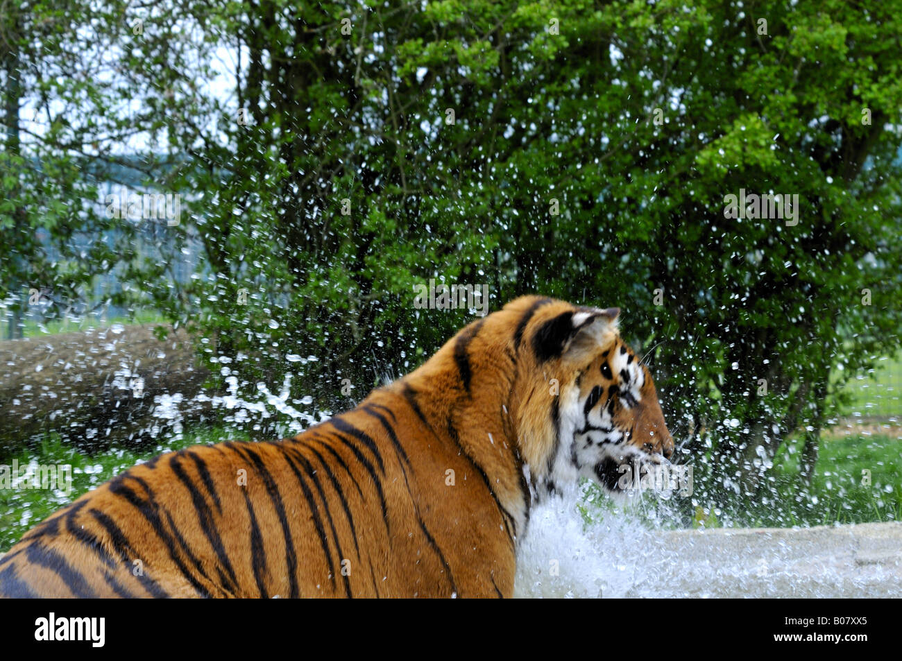 Profile view snarling tiger hi-res stock photography and images - Alamy