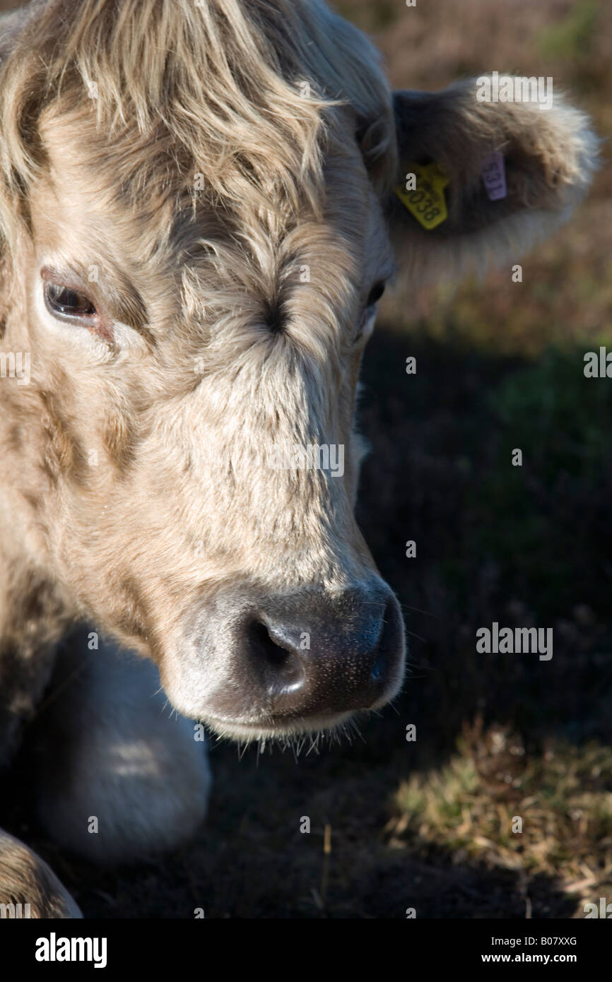 Cown face hi-res stock photography and images - Alamy