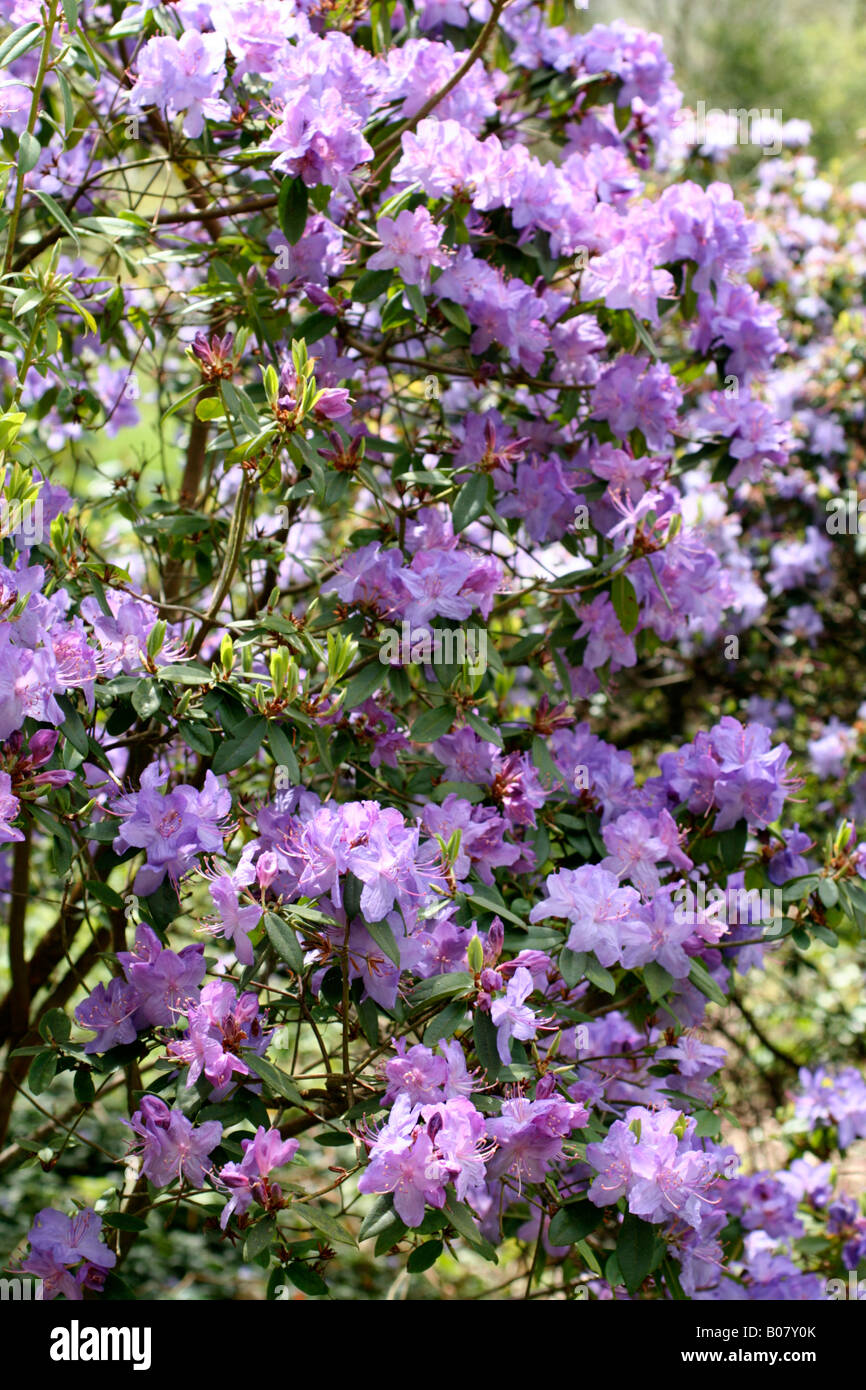 Purple blue rhododendron hi-res stock photography and images - Alamy