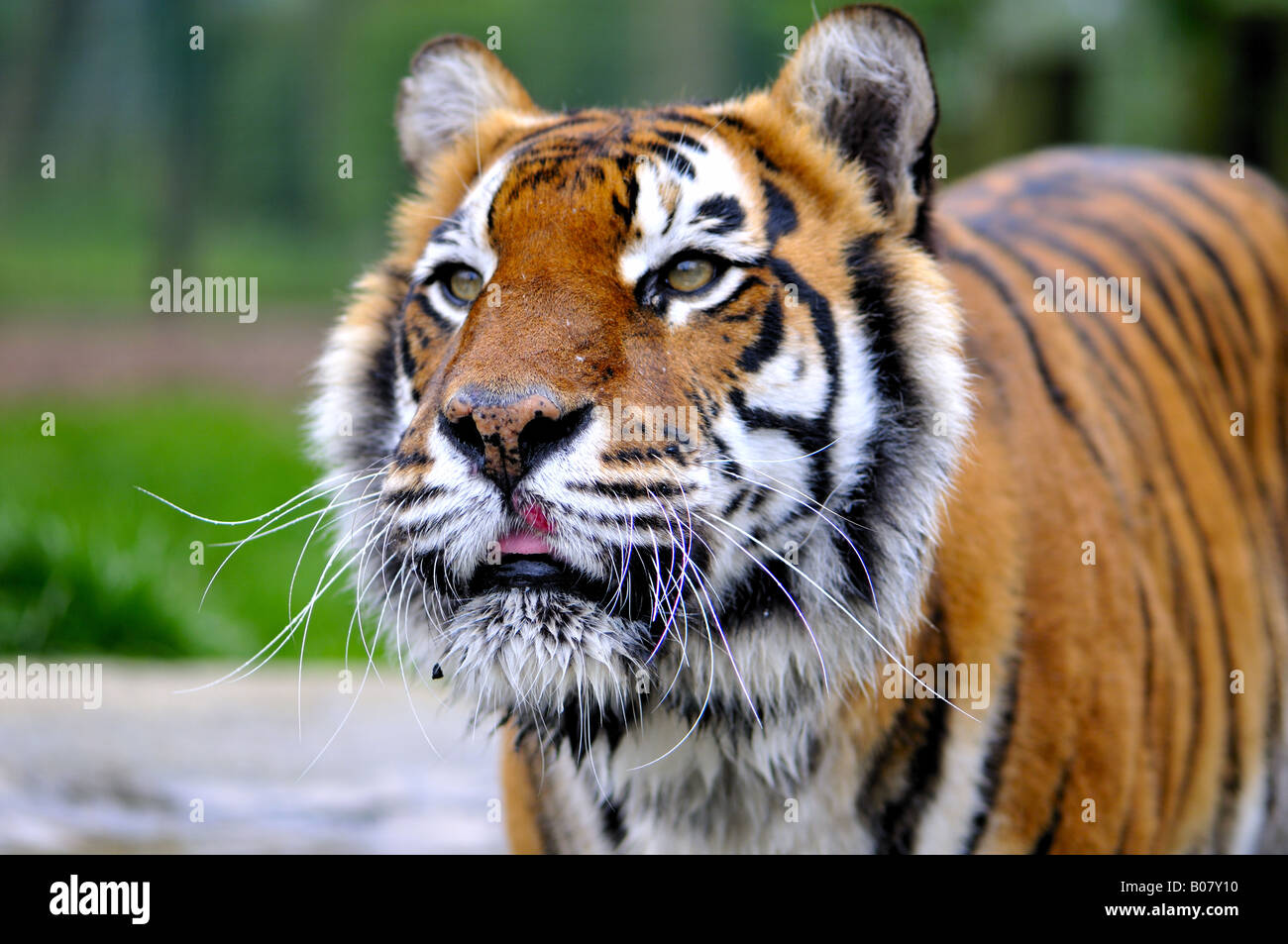 Tiger chase hi-res stock photography and images - Alamy