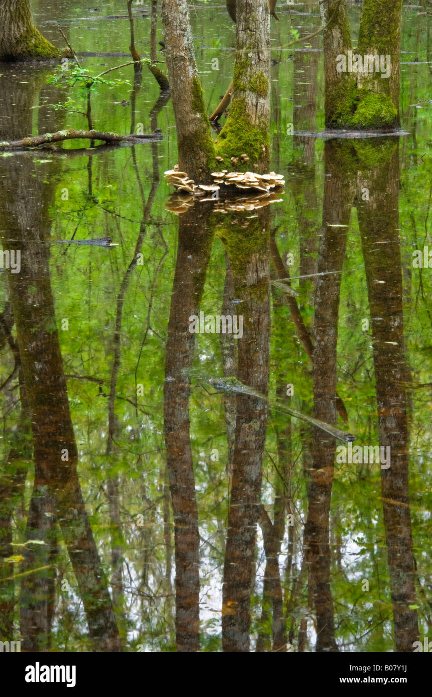 trees reflection in a pond Stock Photo - Alamy