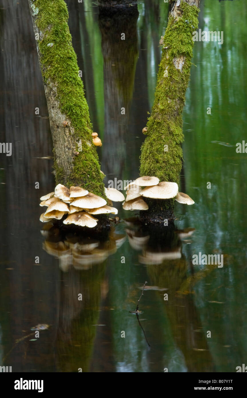 trees reflection in a pond Stock Photo - Alamy