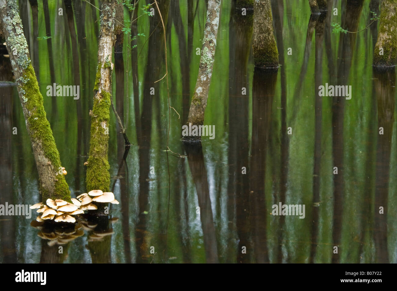 Mirror reflection in ponds hi-res stock photography and images - Alamy