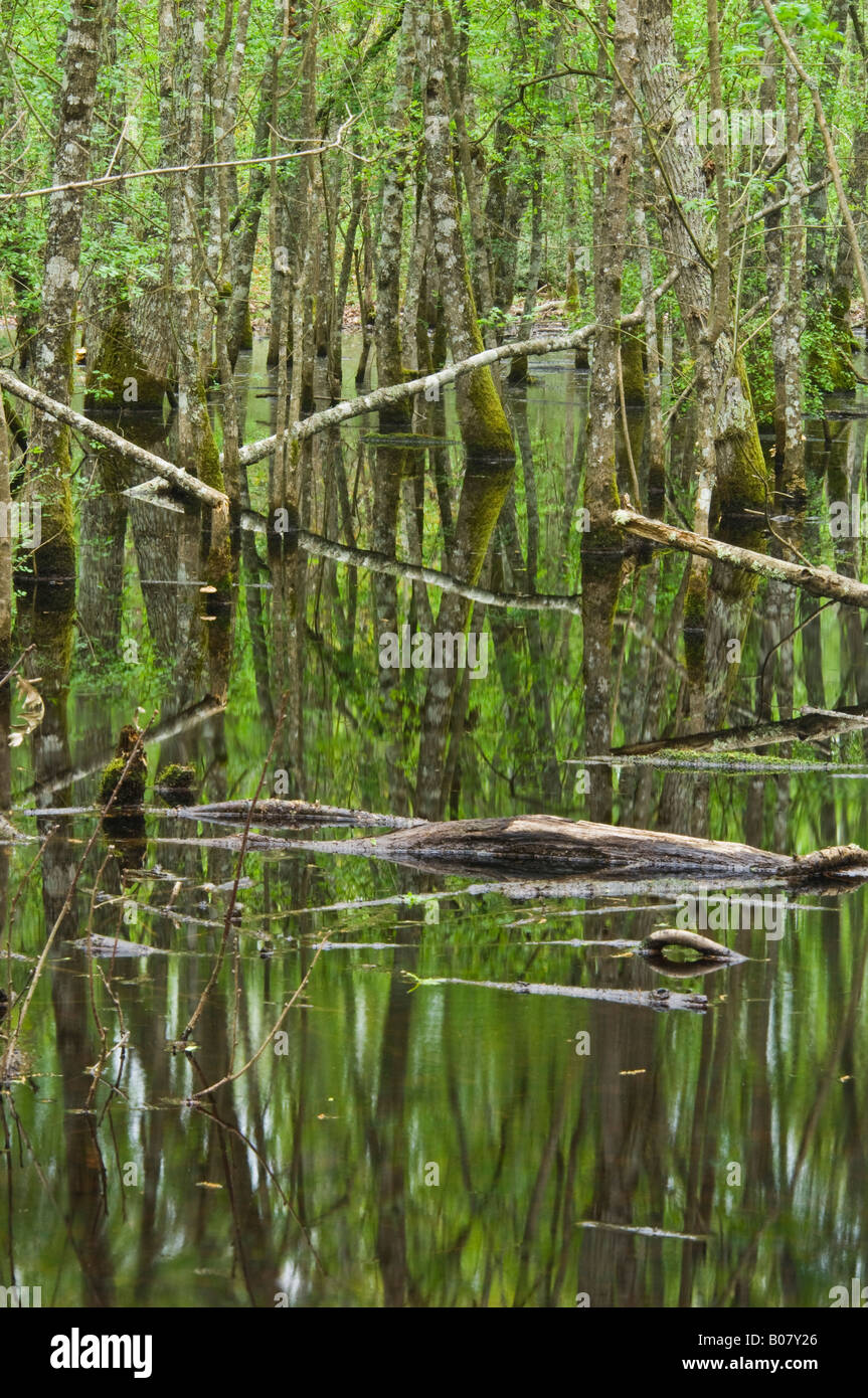 trees reflection in a pond Stock Photo - Alamy