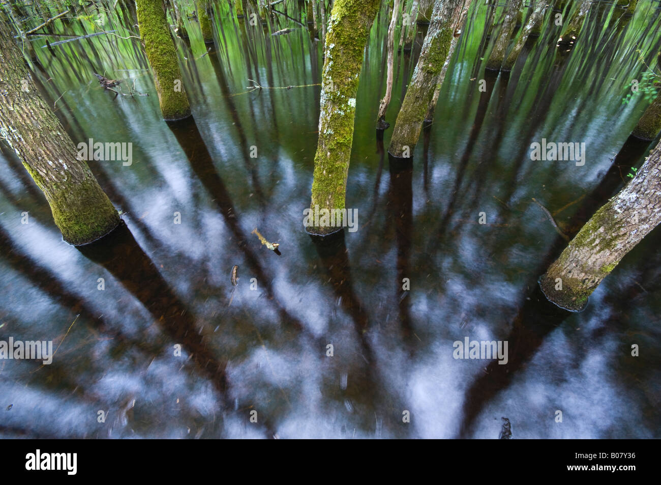 Wetland trees fungi hi-res stock photography and images - Alamy