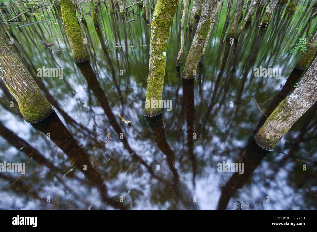 trees reflection in a pond Stock Photo - Alamy