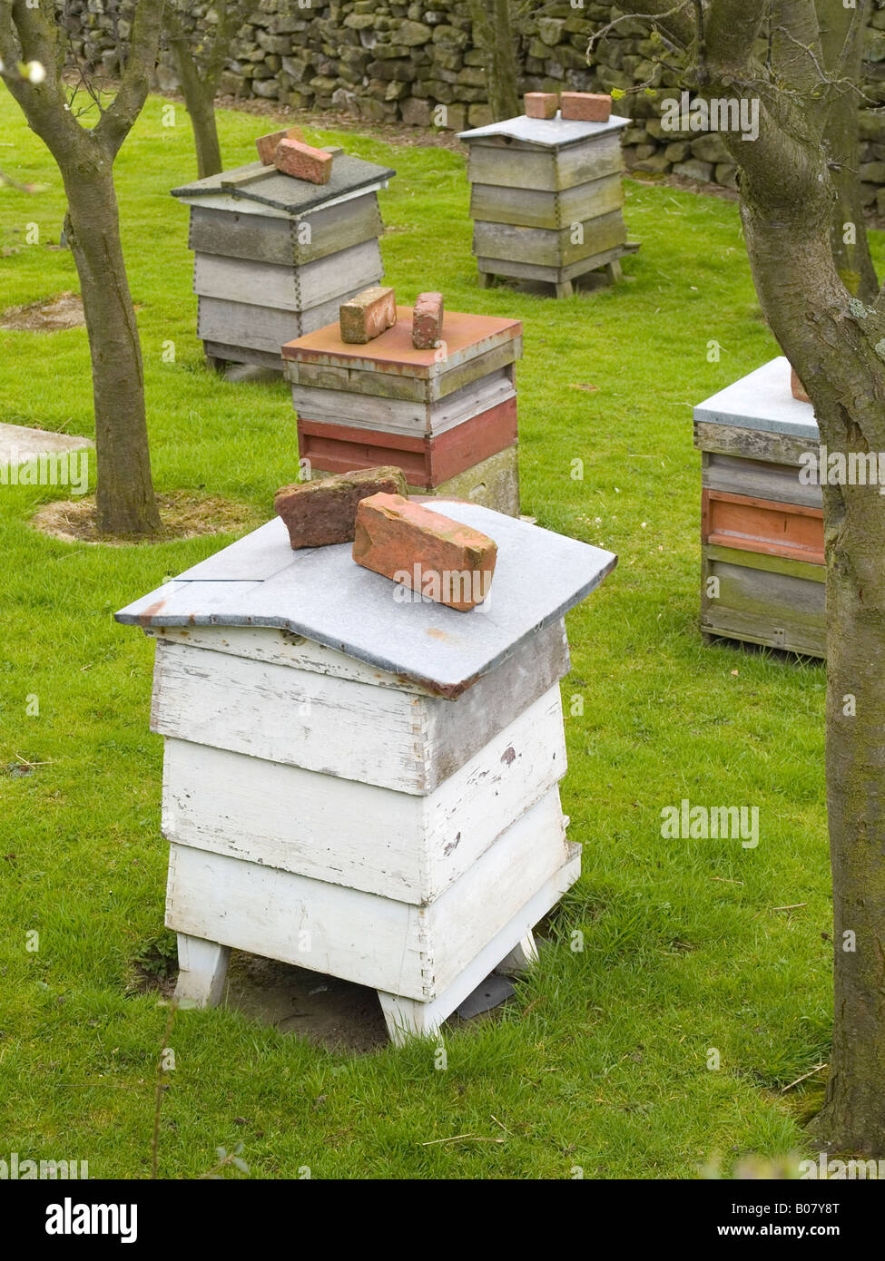 Traditional WBC and National bee hives in a small orchard in Danby ...