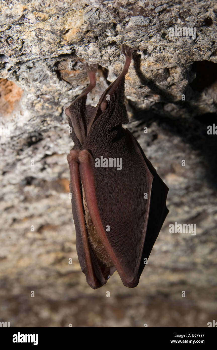 greater horseshoe bat, Rhinolophus ferrumequinum Stock Photo - Alamy