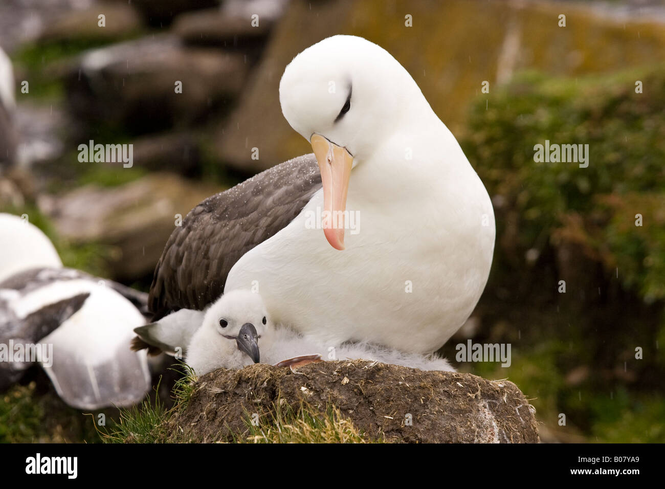 Profile view of Black-browed Albatross (thalassarche melanophrys ...