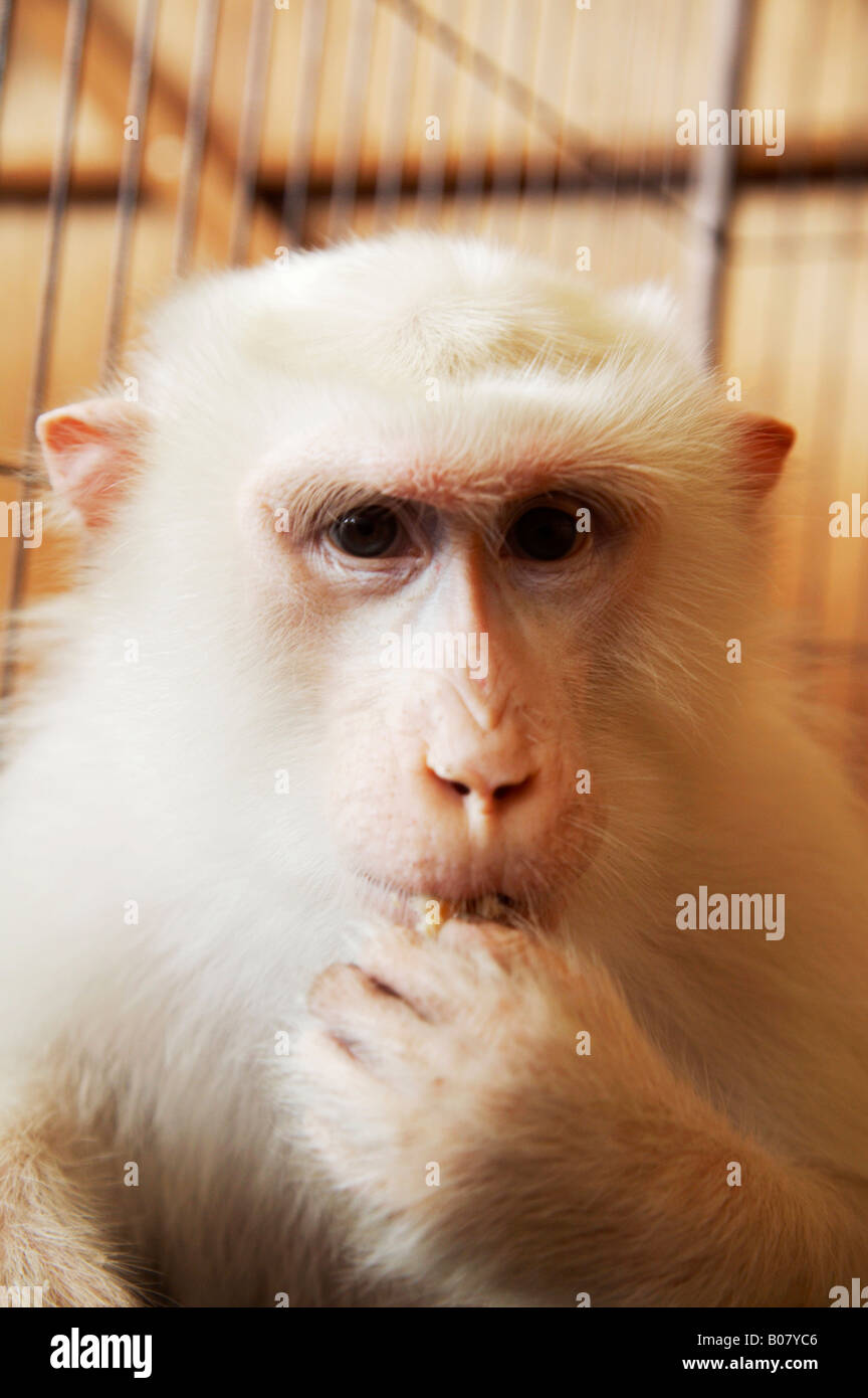 Tamed monkey hi-res stock photography and images - Alamy