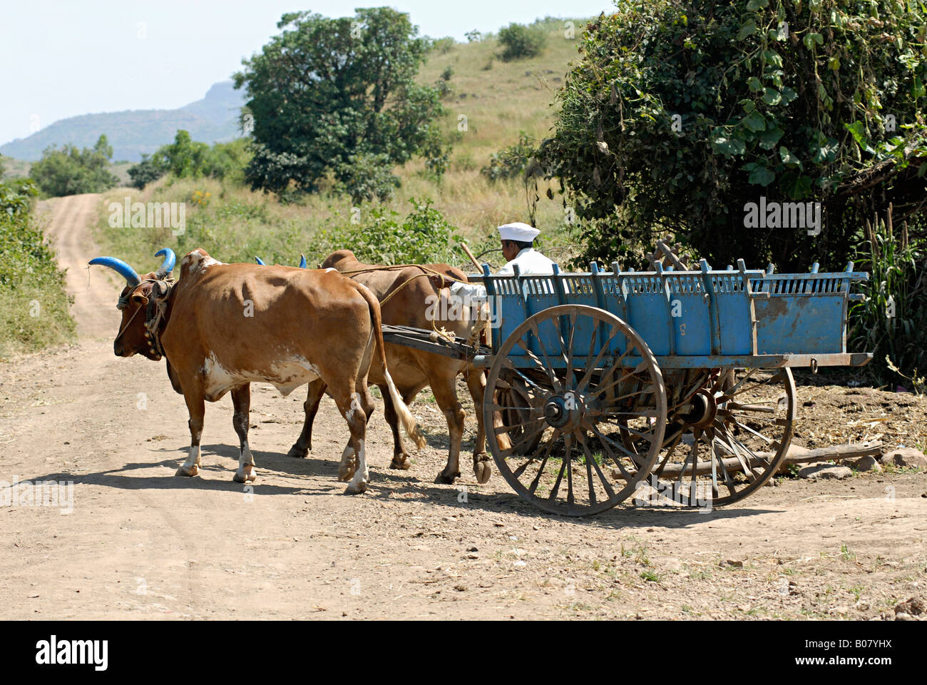 Kokna tribe man with his Bullock Cart Stock Photo - Alamy