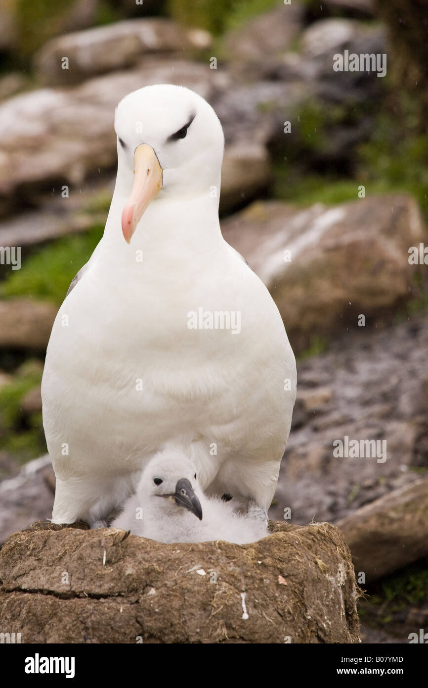 Black albatross patagonia hi-res stock photography and images - Alamy