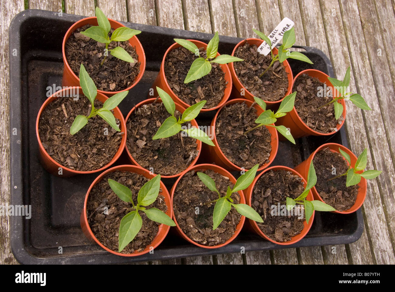 young minibell sweet pepper plants Stock Photo - Alamy