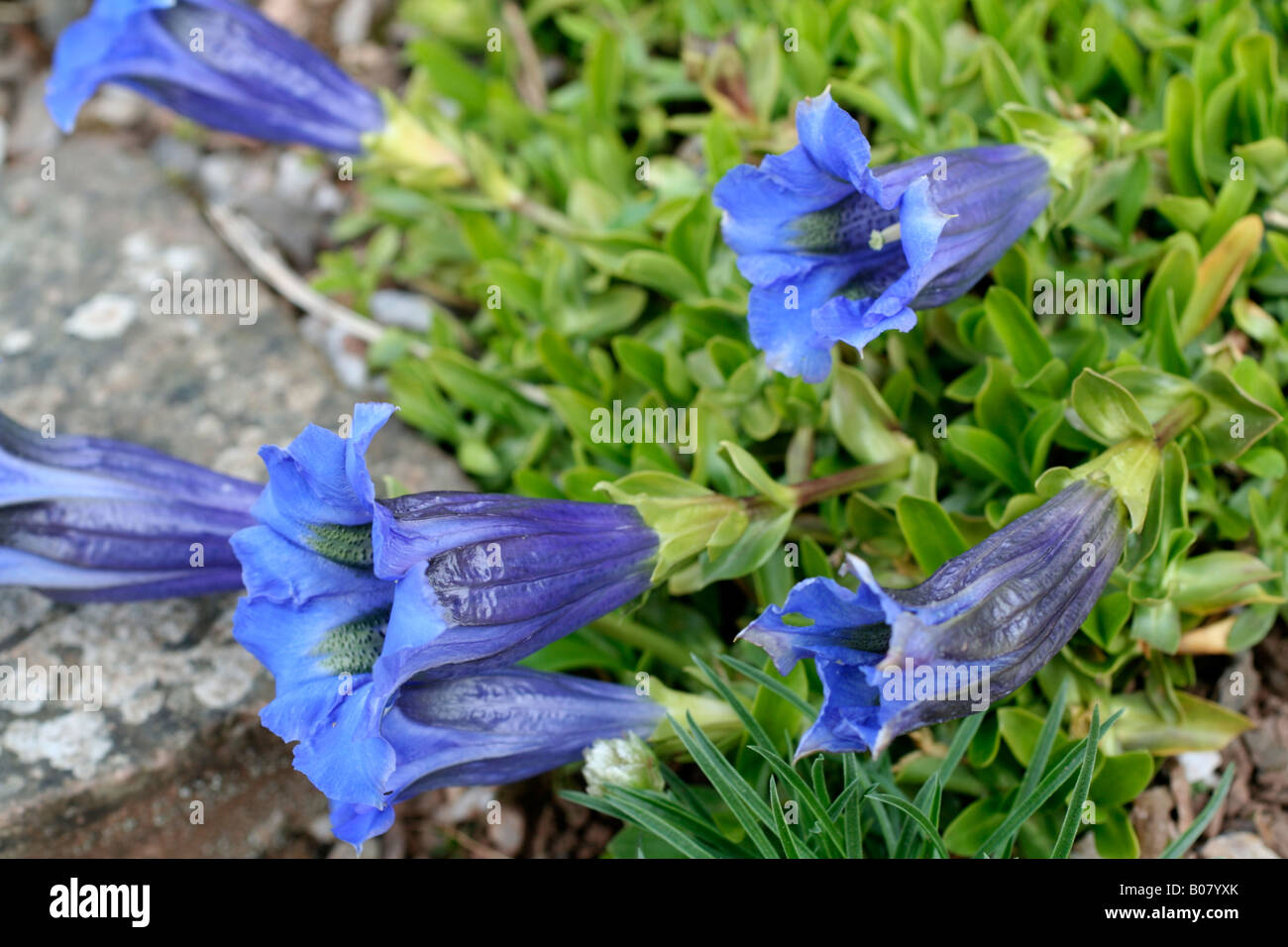 GENTIANA ACAULIS AGM SPRING GENTIAN Stock Photo - Alamy