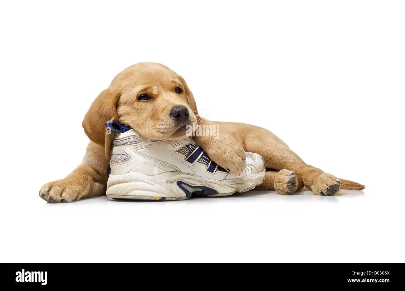 9 week old Labrador cross Golden Retriever puppy resting on a white ...