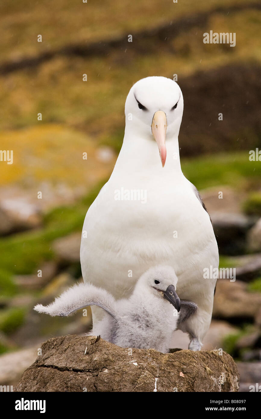Front view of Black-browed Albatross (thalassarche melanophrys) sitting ...