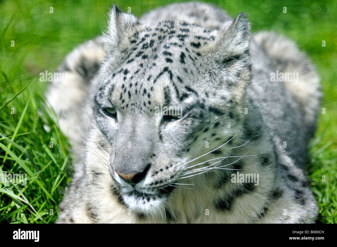 Snow leopard (Panthera uncia Stock Photo - Alamy