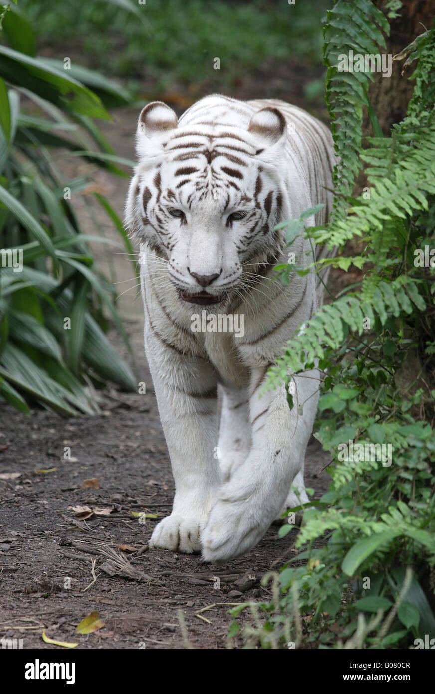 White tiger (Panthera tigris tigris Stock Photo - Alamy