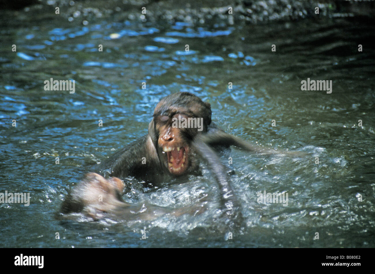 Balinese Long Tailed Macaque Fighting In Water Ubud Bali Indonesia ...