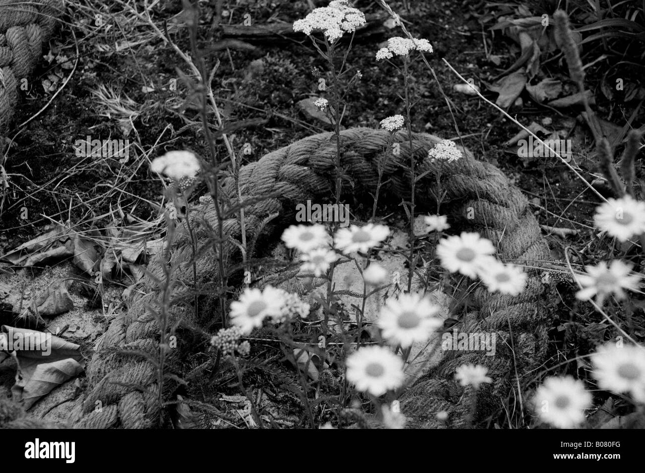 Flowers grow on old Black and White Stock Photos & Images - Alamy
