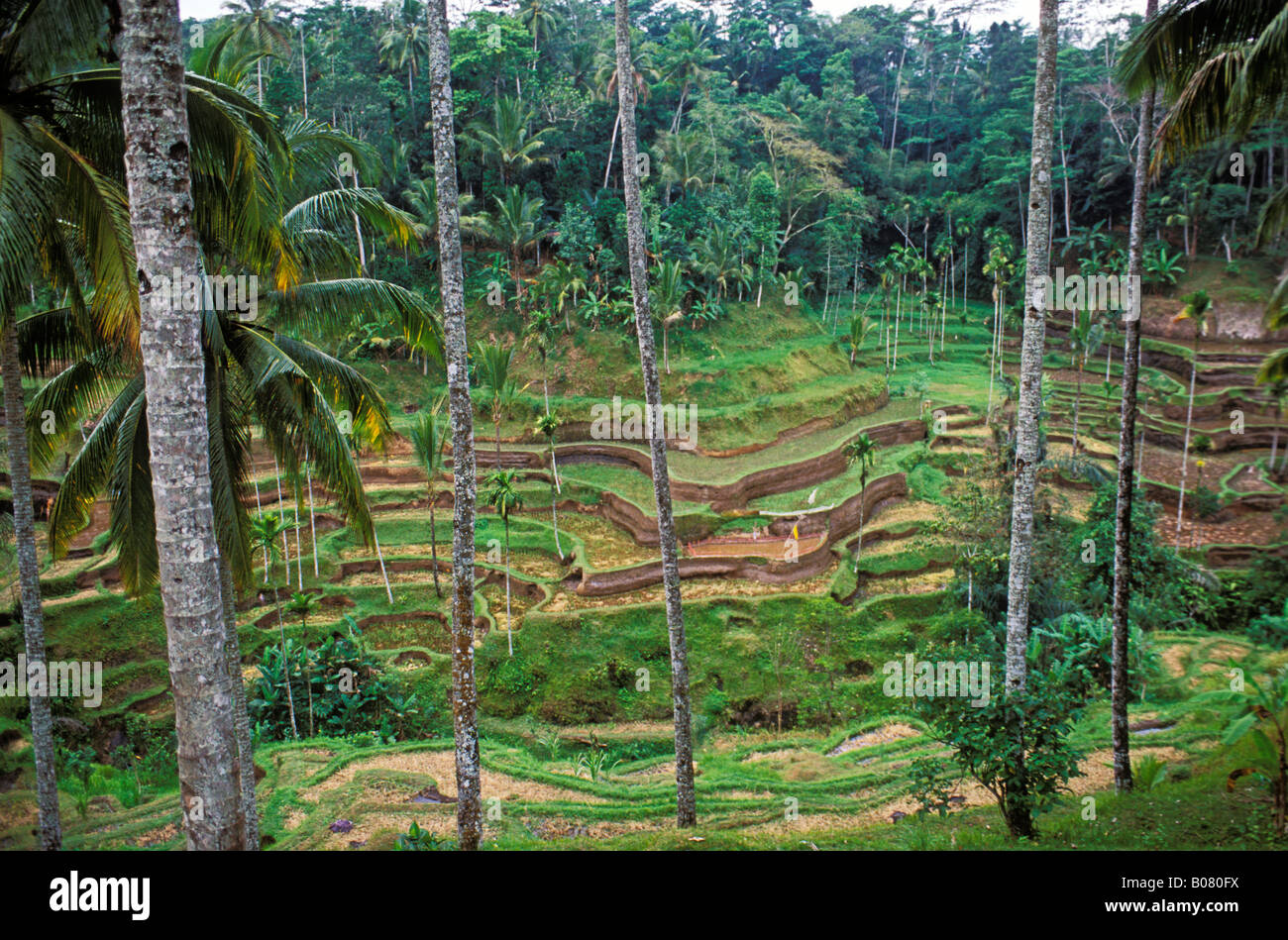 Bali Tiered Rice Paddy Indonesia Stock Photo - Alamy