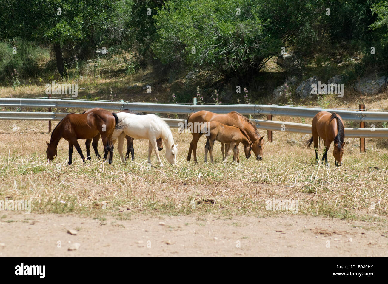 Israel Kibbutz Alonim horses in a corral Stock Photo - Alamy