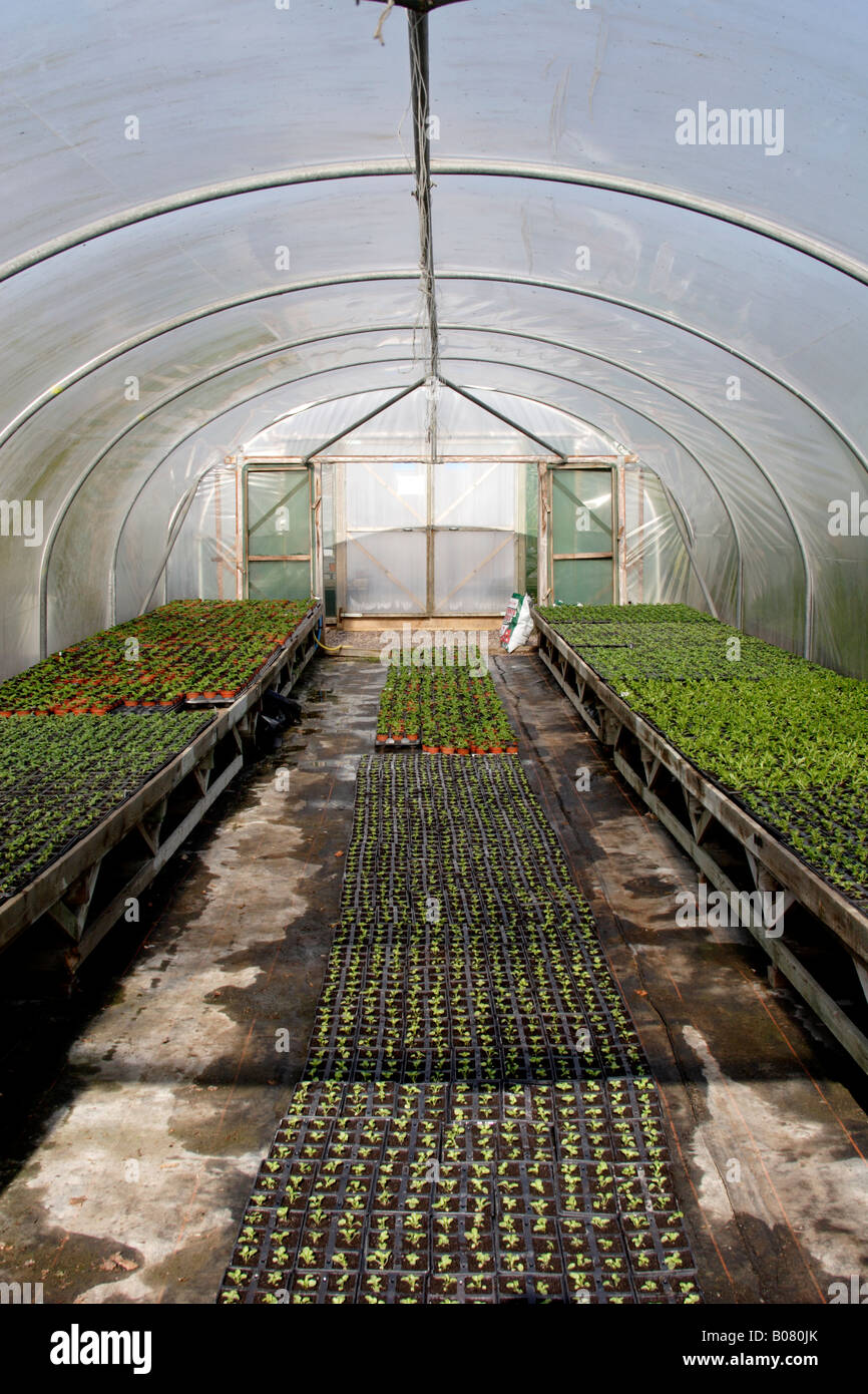 Polytunnel interior hi-res stock photography and images - Alamy