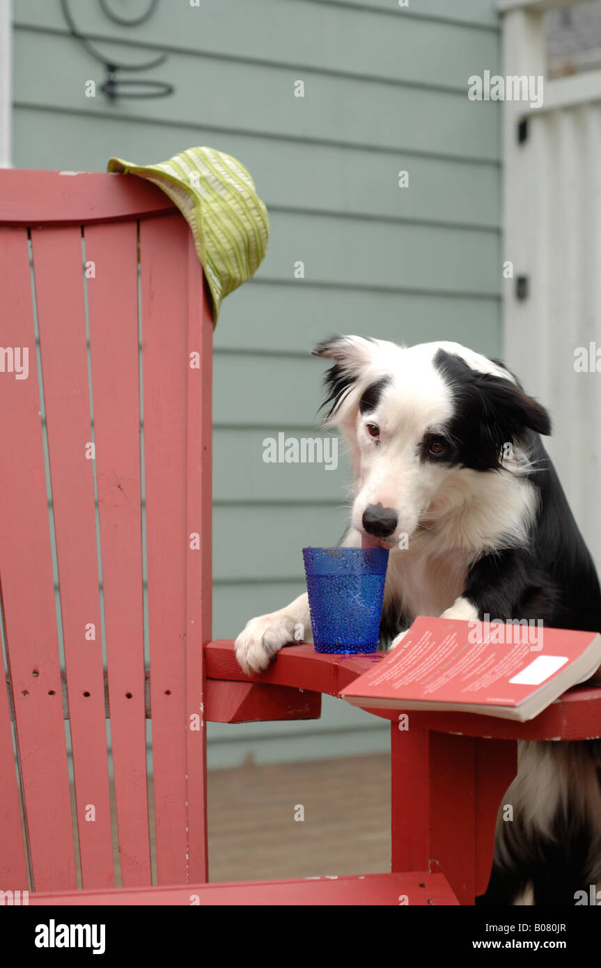 Sneaky dog hi-res stock photography and images - Alamy
