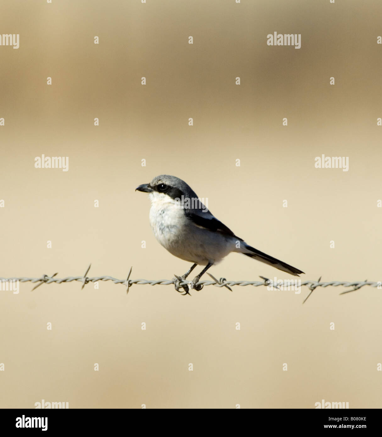 Loggerhead Shrike Lanius ludovicianus Stock Photo - Alamy