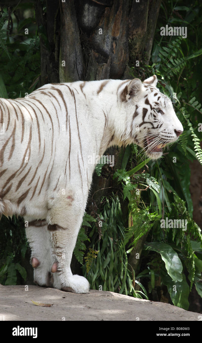 Albino Animal Stock Photos & Albino Animal Stock Images - Alamy