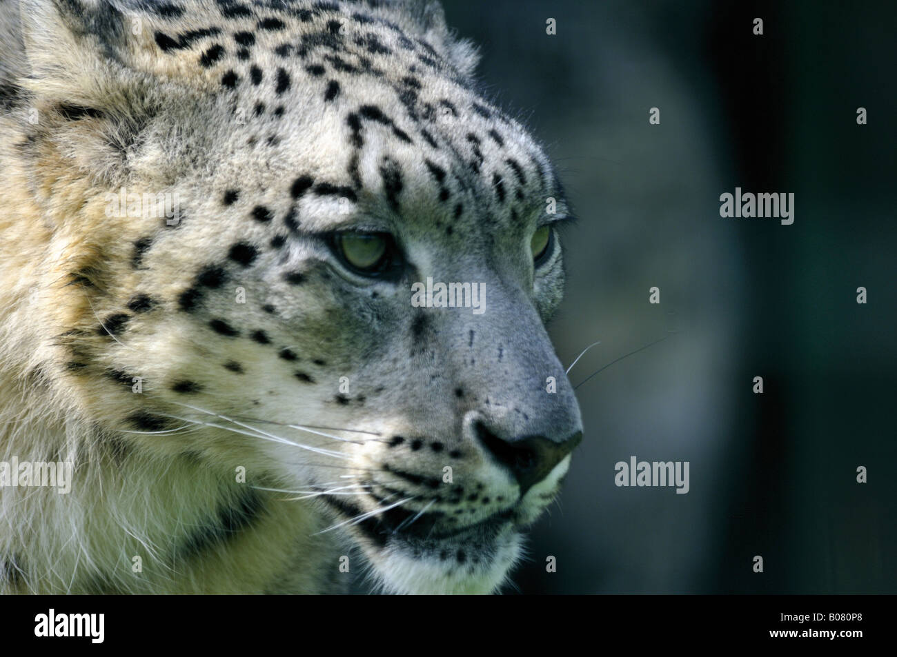 Leopard crouching looking at camera hi-res stock photography and images ...