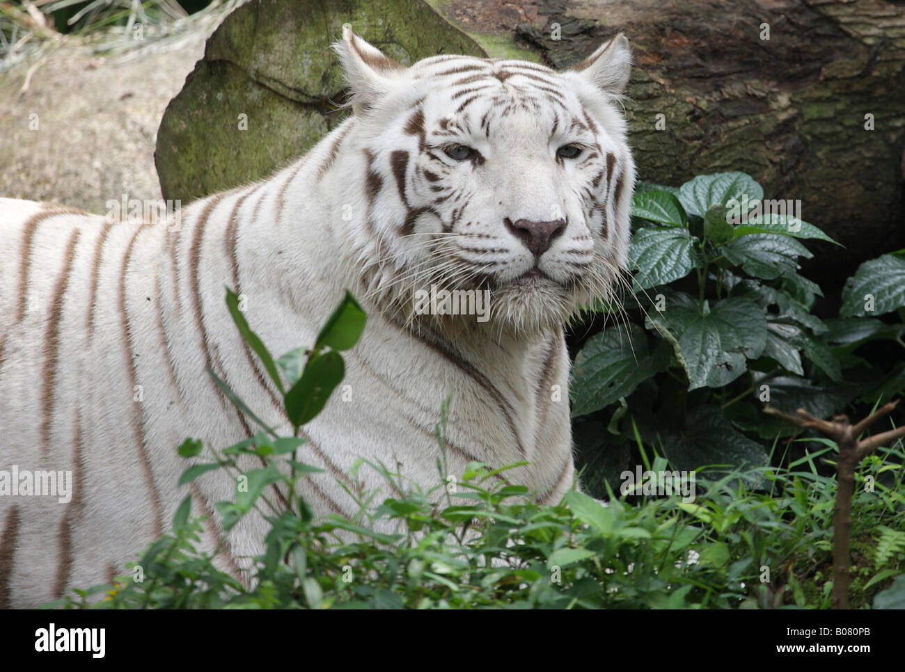 Portrait of a white tiger (Panthera tigris tigris Stock Photo - Alamy