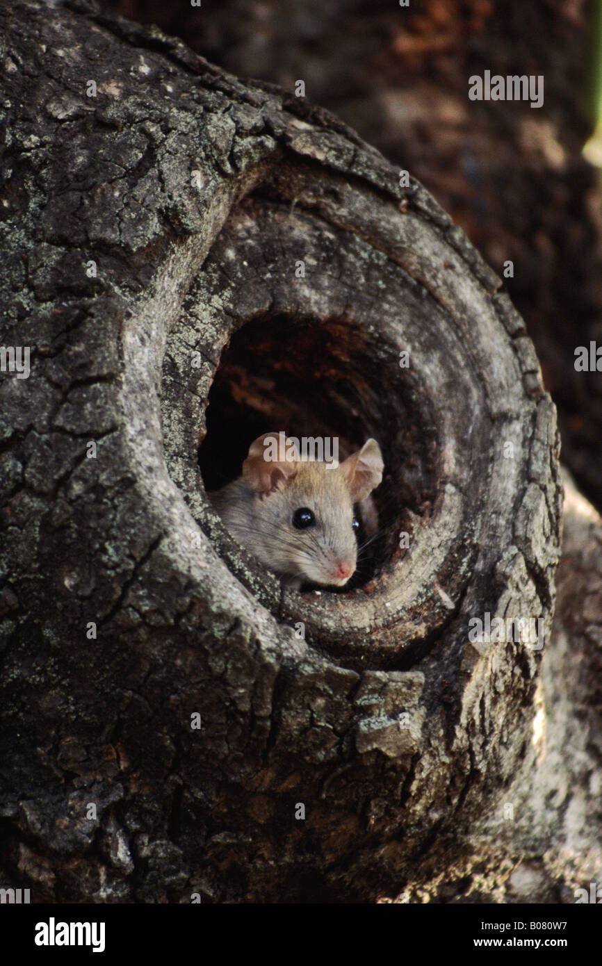 Wood mouse Apodemus sylvaticus looking through tree hole Stock Photo ...