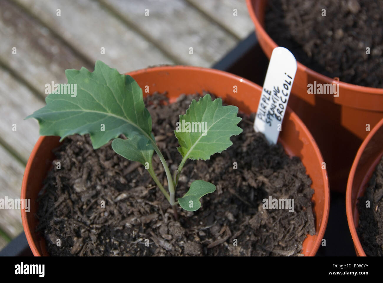 close up of a young purple sprouting broccoli plant Stock Photo - Alamy