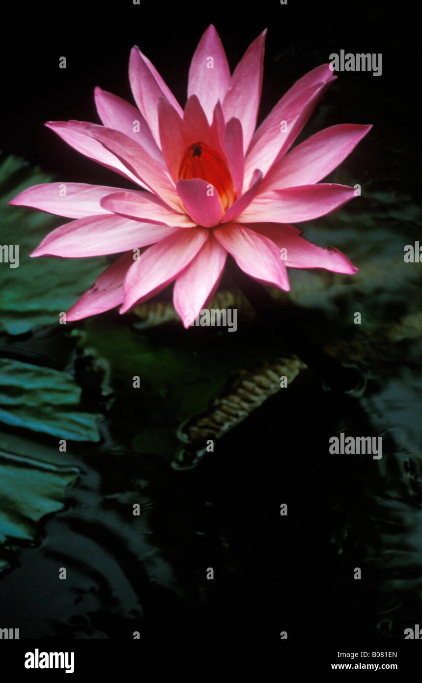Water Lily Nymphaea Species Ubud Bali Indonesia Stock Photo - Alamy