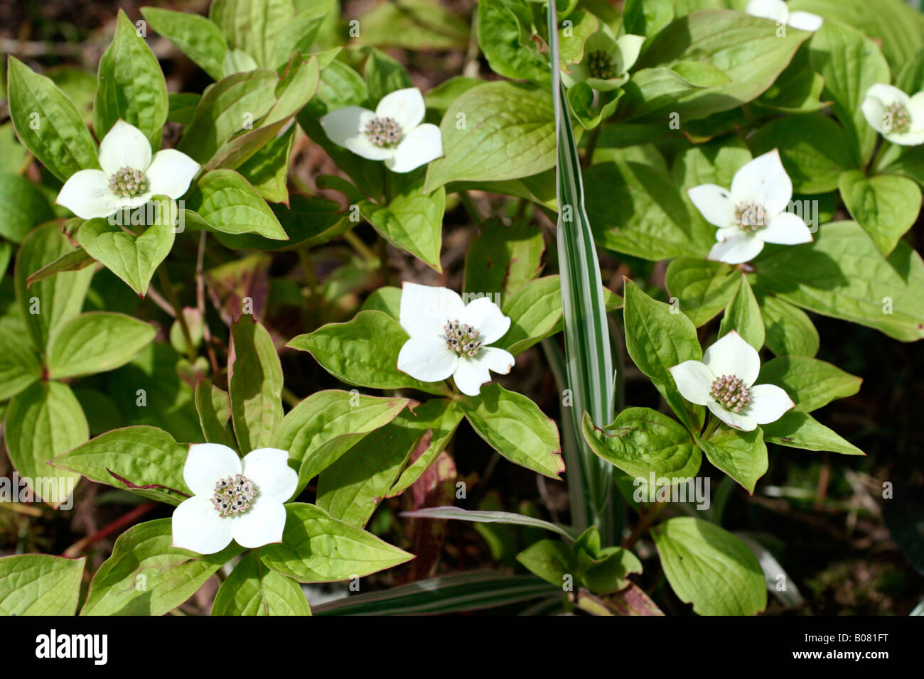 Cornus canadensis hi-res stock photography and images - Alamy