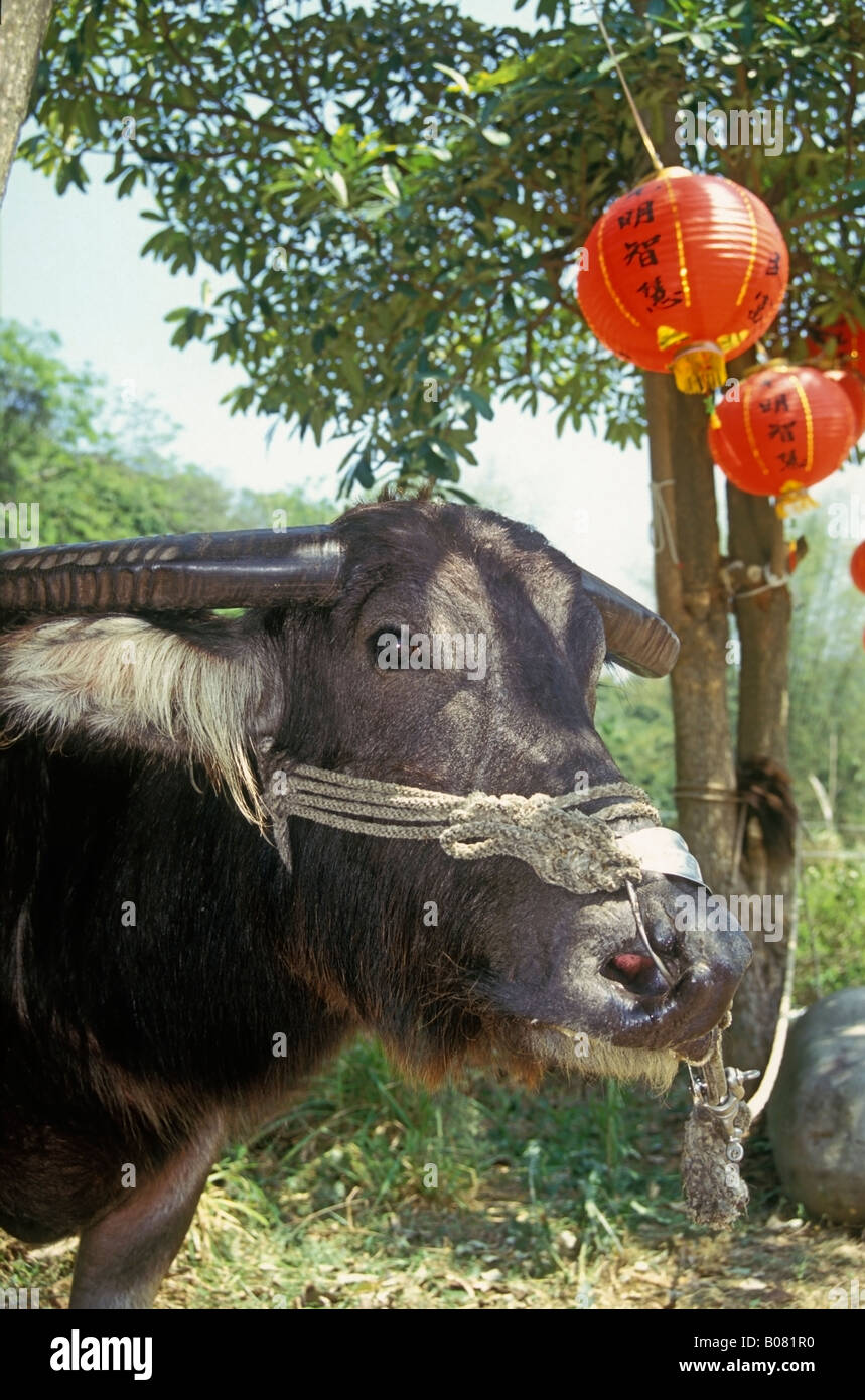 Tied buffalo hi-res stock photography and images - Alamy